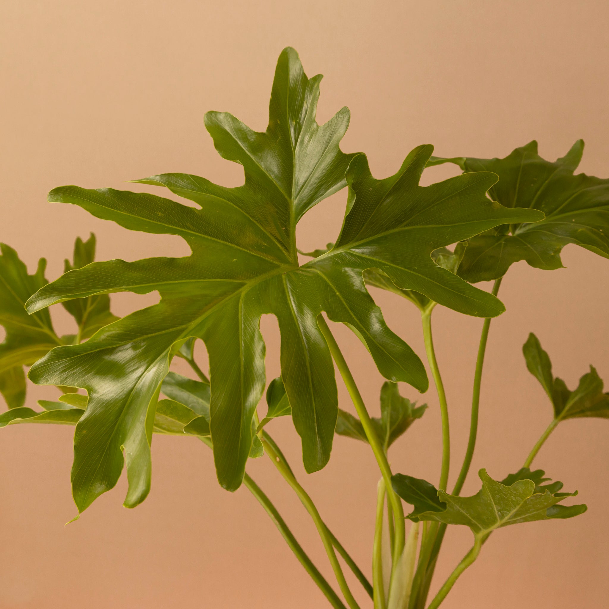 Todas – Garra de león